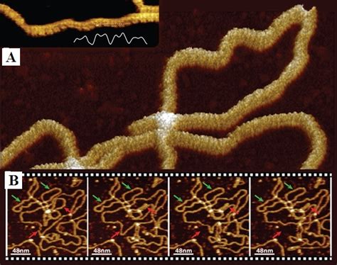 Imaging The Dna Double Helix With Peakforce Tapping Mode Afm