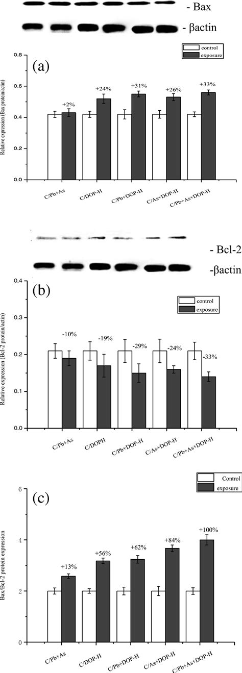 Representative Western Blots And Gray Analysis Of Bax A Bcl 2 B