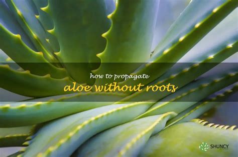 Propagating Aloe Vera Without Roots A Step By Step Guide Shuncy
