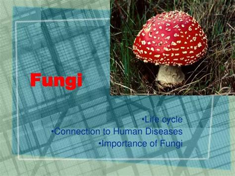 Ppt Fungi Powerpoint Presentation Free Download Id 1722755