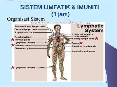 Struktur Dan Fungsi Sistem Limfatik By Fie