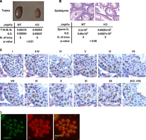 Testis Weight Sperm Count And Jmjd1a Distribution In The Testis A