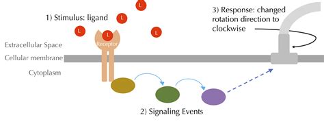 Signaling And Ligand Receptor Dynamics Biological Modeling
