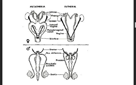 reproductive system copy1 on emaze