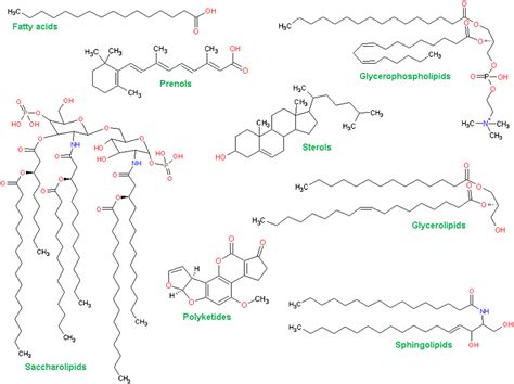 Lipidomics From Sample Preparation To Data Analysis A Primer