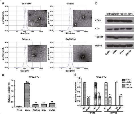 Ev Wnt7b Mrna Is Highly Expressed In Hpv 16 18 Positive Cc Cells And