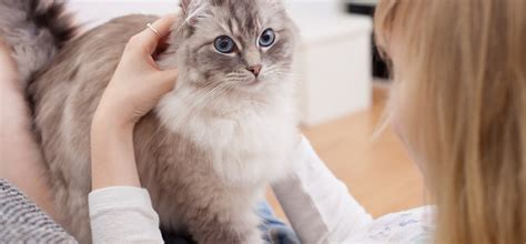 Los Beneficios Para La Salud De Tener Un Gato Perfect Fit™