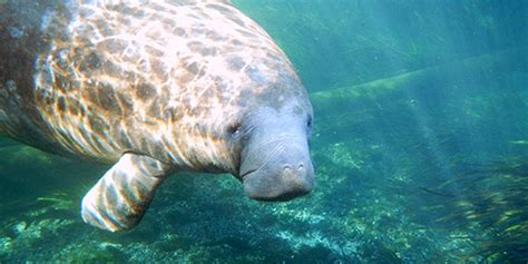 West Indian Manatee National Wildlife Federation