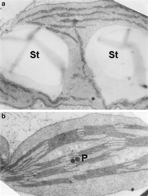 2 A Sun High Light Chloroplast With Two Starch Grains St
