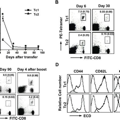 Cd8 T Cell Survival In Vivo After Adoptive Transfer A And B Cd8