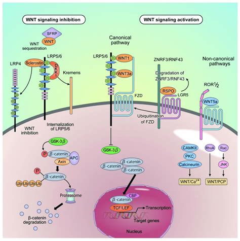 Wnt Signal Transduction In The Cytoplasm β Catenin Is Phosphorylated