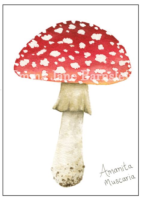 Amanita Muscaria Mushroom Print Toadstool Illustration Fly Etsy Hong Kong