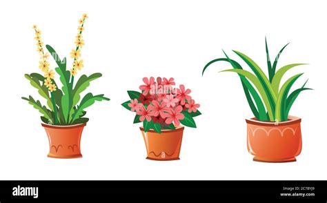 Indoor Houseplant Flowers In Clay Ceramic Pots Set Isolated Vector