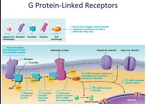 Gpcr Adenylate Cyclase Camp Signaling Where Receptor Functions In