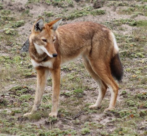 ethiopian wolves california academy of sciences