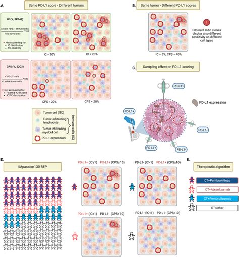 Controversies Of Pd L1 Assessment A Graphical Representation Of
