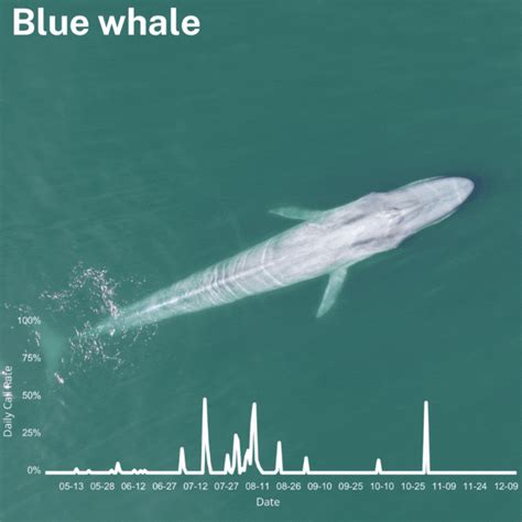 2022 Year In Review A Look Back At Whales And Ships In The Santa Barbara