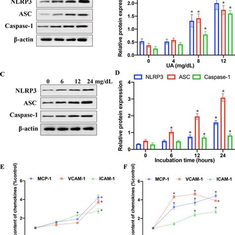 Ua Promoted The Expression Of Nlrp3 Asc And Caspase 1 In Cells And