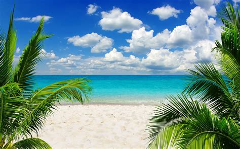 Green Palm Trees Beach Sand Palm Trees Tropical Hd Wallpaper