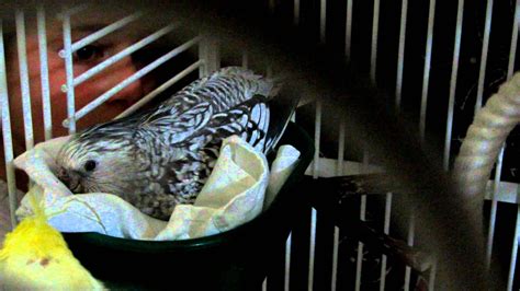 Cockatiel Laying Eggs Without A Mate