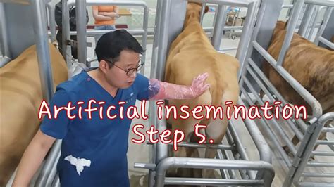 Artificial Insemination In Cattle Step 5 Youtube