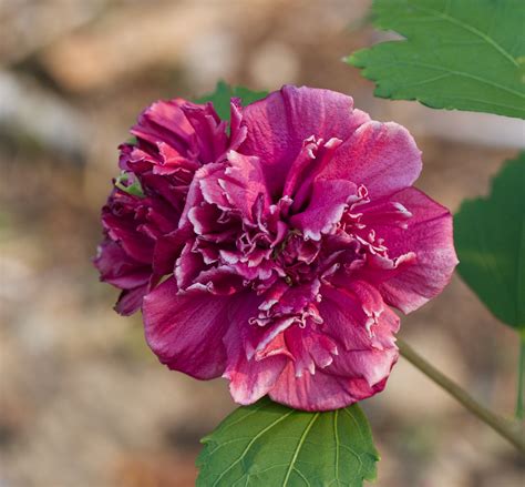 Hibiscus Syriacus [french Cabaret Red] Mindour1 Rose Of… Flickr
