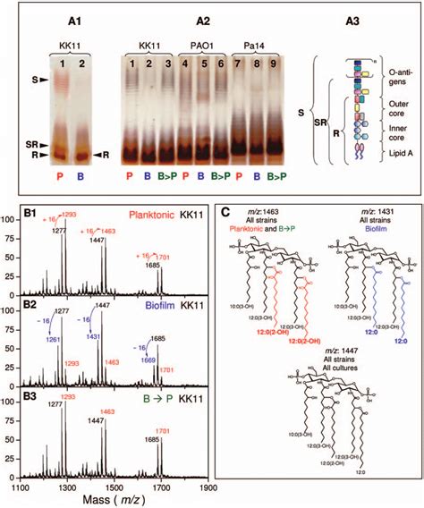 Lipopolysaccharide And Lipid A Structures Are Analyzed In Planktonic