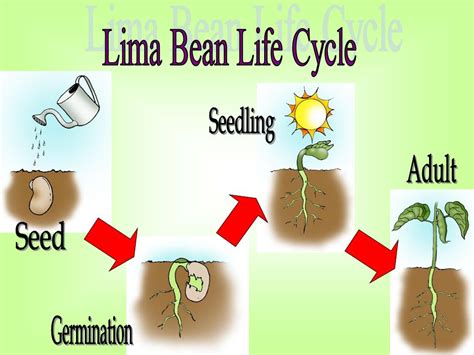 life cycle of a bean plant explanation mariann quinlan