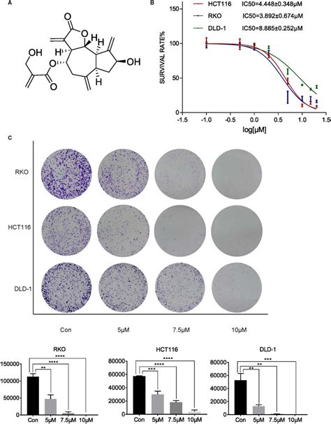 Cynaropicrin Inhibited Crc Cell Proliferation And Colony Formation