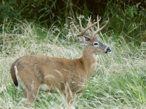 Recovering Americas Wildlife Act Introduced Again In Dc