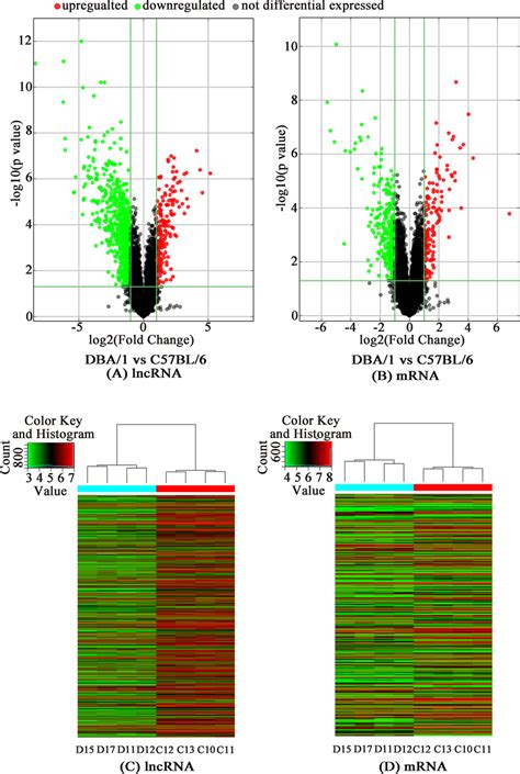 Differentially Expressed Lncrnas And Mrnas In Dba 1 Mice Compared With
