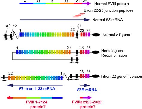 Frontiers Hemophilia A Subjects With An Intron 22 Gene Inversion
