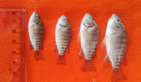 Update Terkini Daftar Harga Bibit Ikan Nila Kualitas Unggul Aplikasi