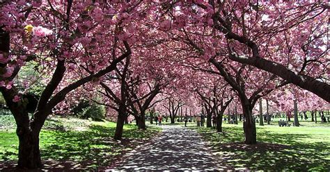 Cherry Blossoms Bbg 2022 Album On Imgur
