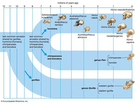 Human Evolution History Stages Timeline Tree Chart And Facts