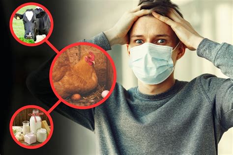 Terrified Of The Bird Flu What You Need To Know