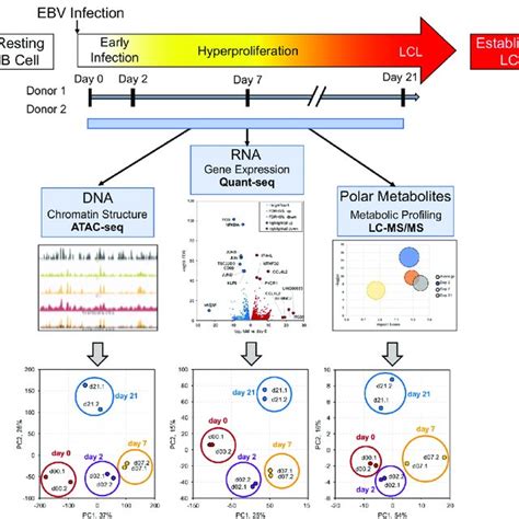Integration Of Atac Seq And Rna Seq And Ebna Chip Seq Datasets A