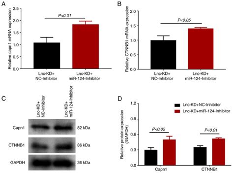 Mir 124 Inhibition Increases Capn1 And Ctnnb1 Expression The