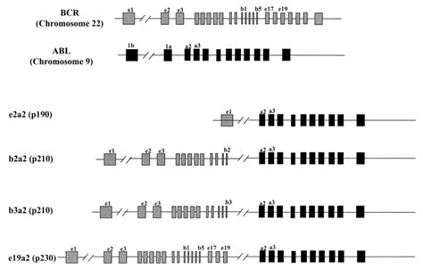 Schematic Map Of The Bcr Abl And Bcr Abl Fusion Genes Exons Of The
