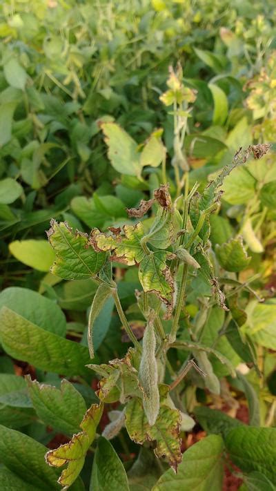 Fertilizer Burn Pests And Diseases