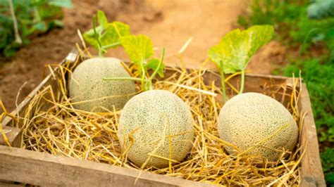 How To Grow Cantaloupe From Seed To Sweetness In 5 Easy Steps