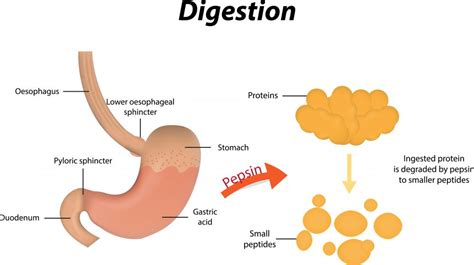 What Are The Different Types Of Digestive System Enzymes