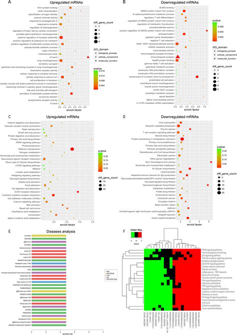 Go And Kegg Analyses Of Mrnas In Ami A B Go Annotations Of Up And