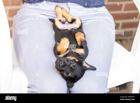 Ein Monat Alter Brauner Brindin Jack Russell Welpe Liegt Entspannt Auf