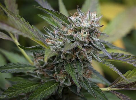 Cannabis Centralcannabis Central