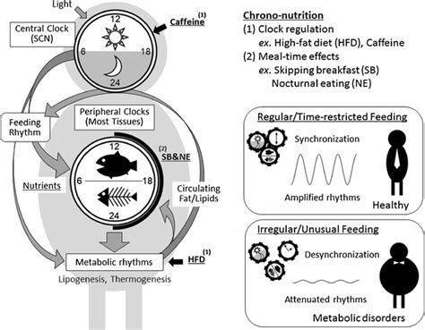 Schematic Representation Of The Circadian Clock System And