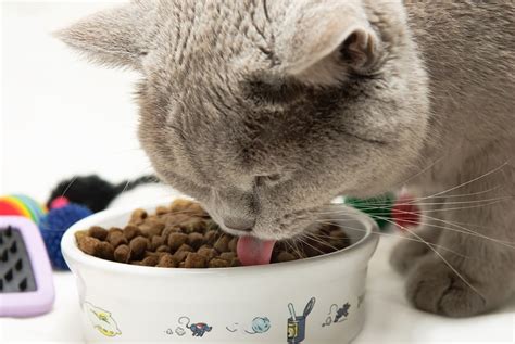 When To Switch Your Cat To Adult Food
