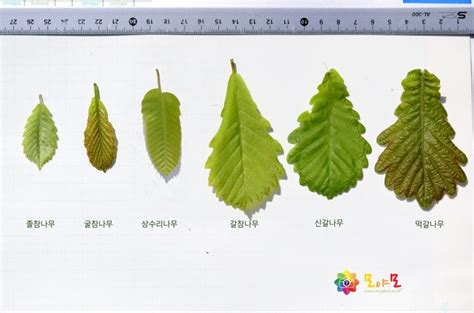 떡갈나무 신갈나무 갈참나무 상수리나무 굴참나무 졸참나무 참나무 6형제 네이버 블로그