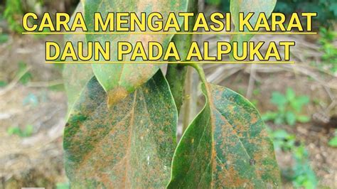 Cara Mengatasi Penyakit Karat Daun Karat Merah Pada Alpukat Youtube