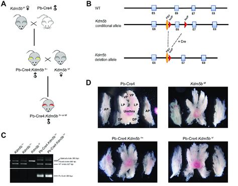 Generation Of Conditional Kdm5b Knockout Mice A Breeding Strategy